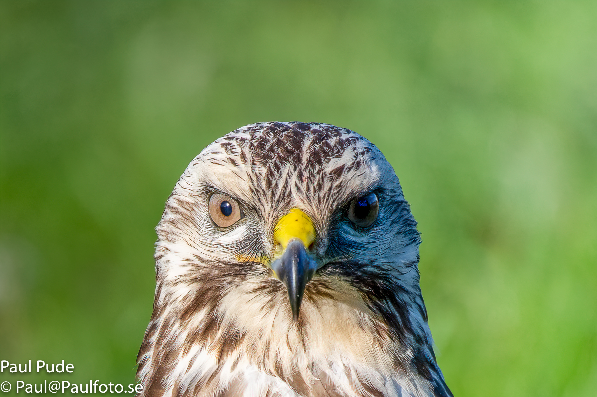 Räkna med Vråk – Paul Foto