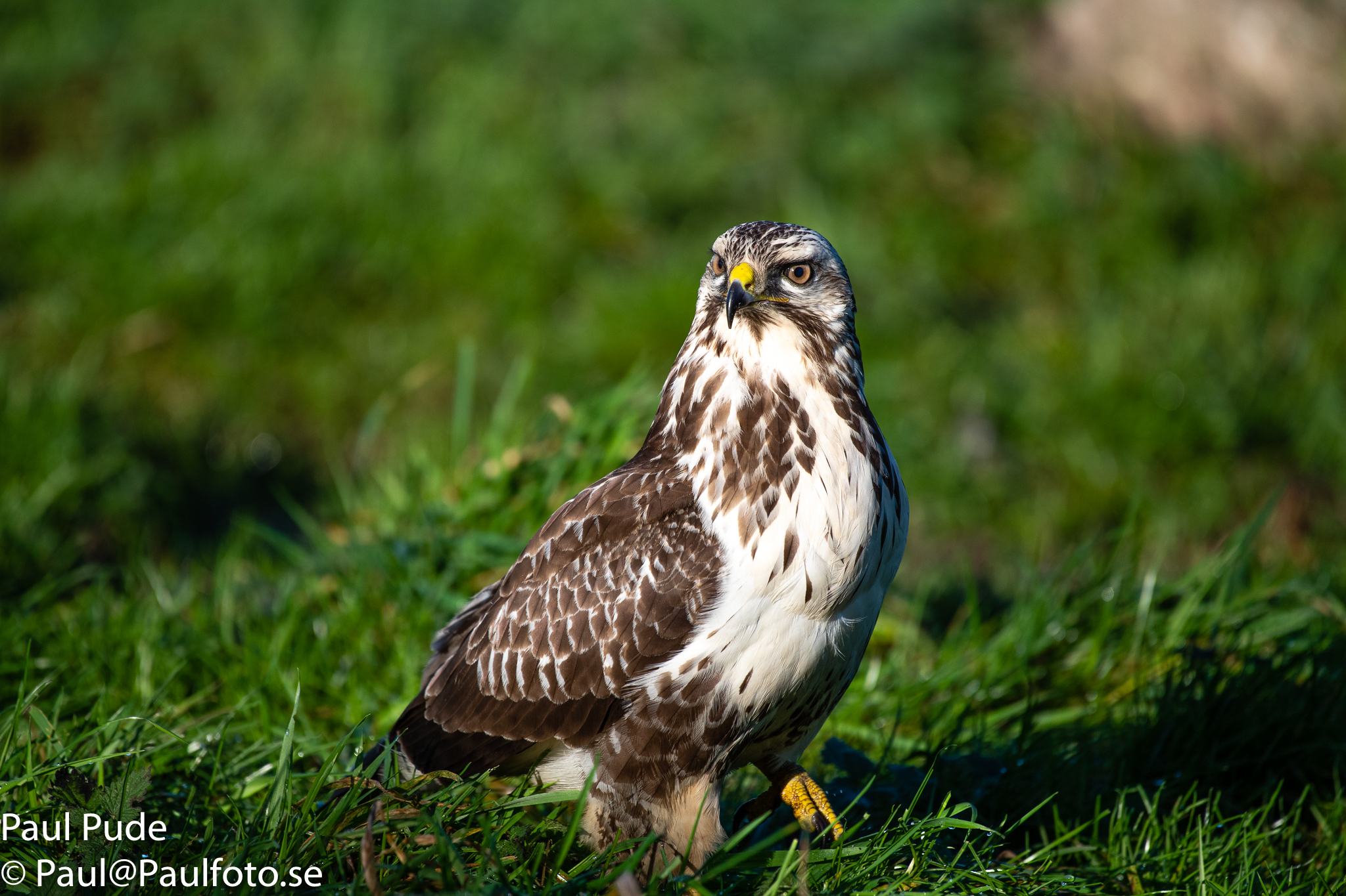 Räkna med Vråk – Paul Foto