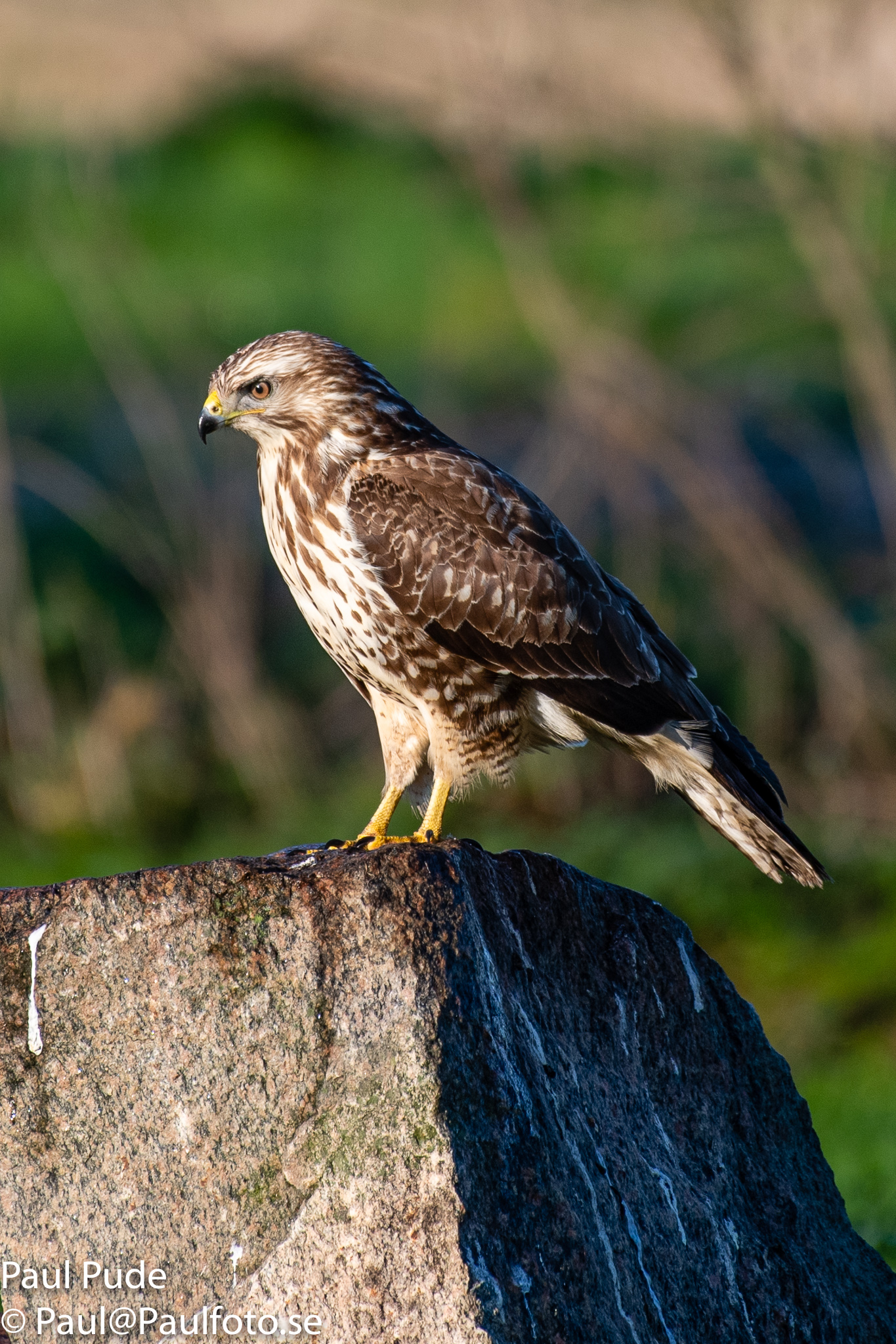 Räkna med Vråk – Paul Foto