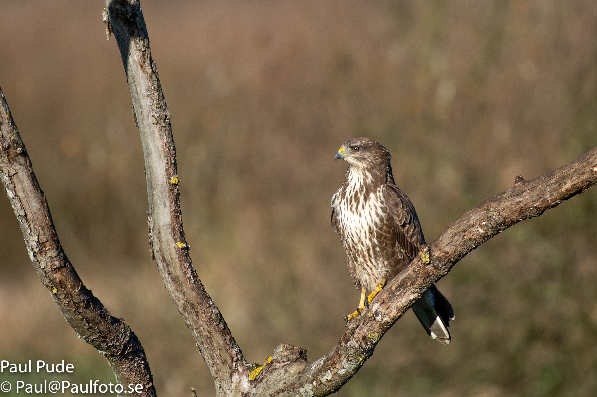 Räkna med Vråk – Paul Foto
